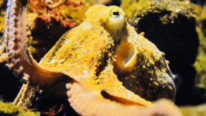 May 25, 2018 – Skeptical Science